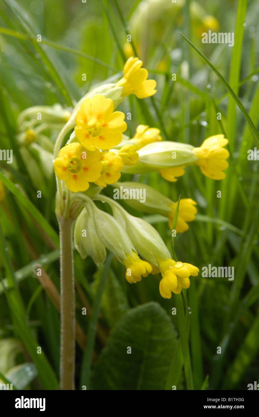 Cowslip hi-res stock photography and images - Alamy