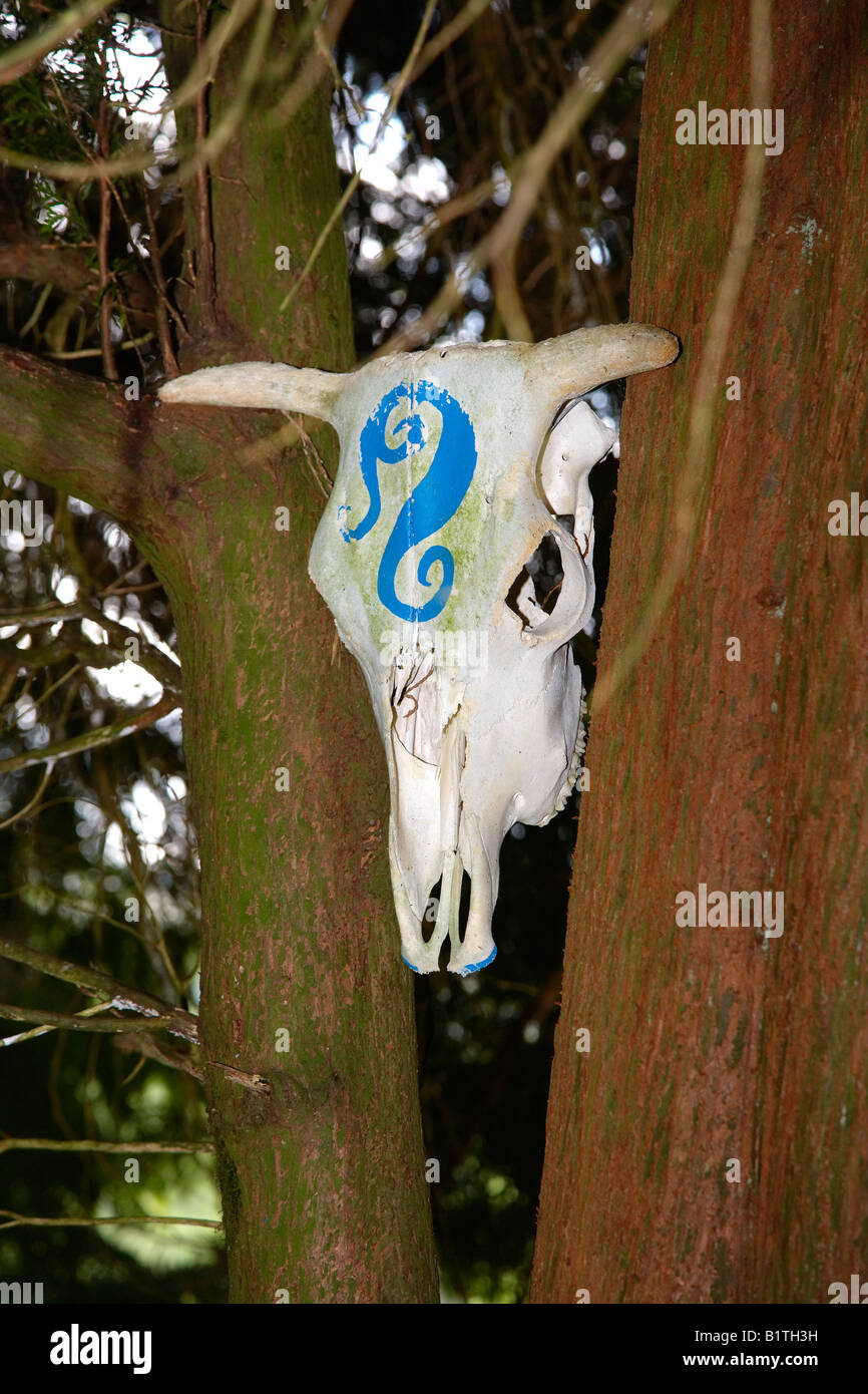 Sheep skull hi-res stock photography and images - Alamy
