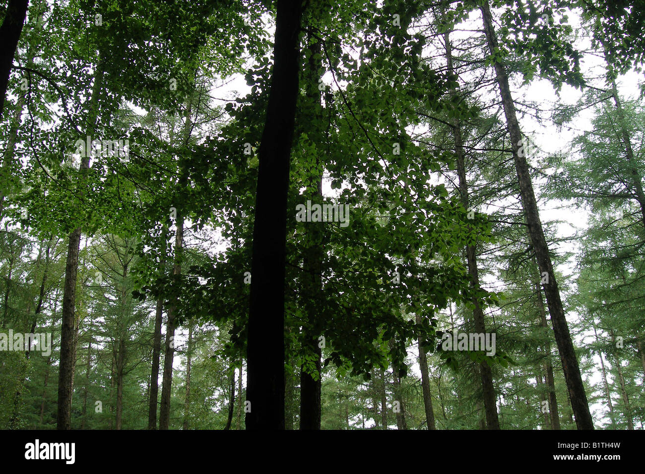 Belgium dense trees in a forest Stock Photo - Alamy