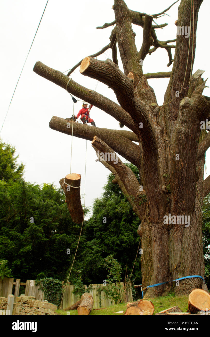 Tree surgeon climbing between branches wearing full safety equipment ...