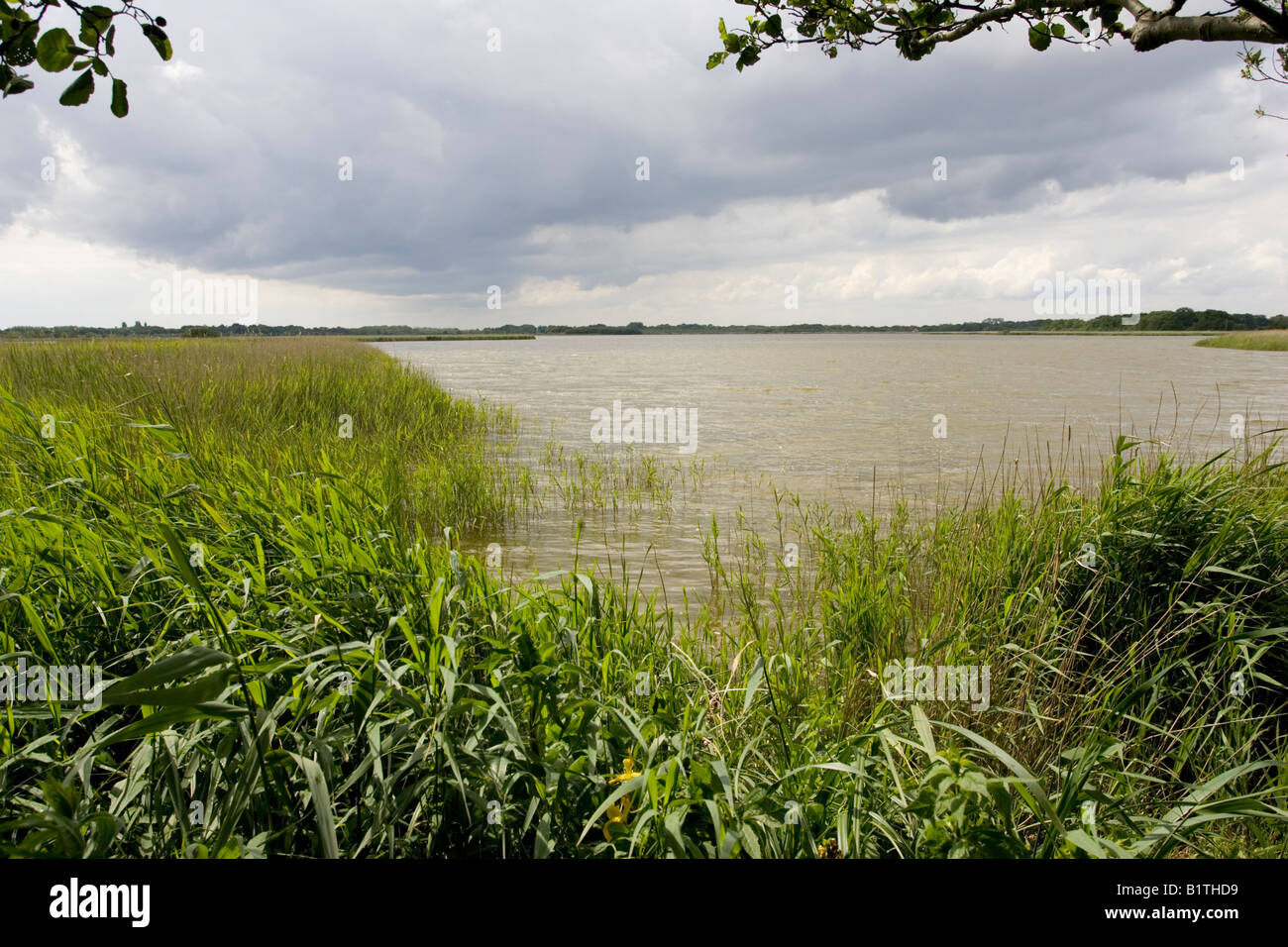 Reedbeds Hickling Broad Norfolk Wildlife Trust UK Stock Photo - Alamy