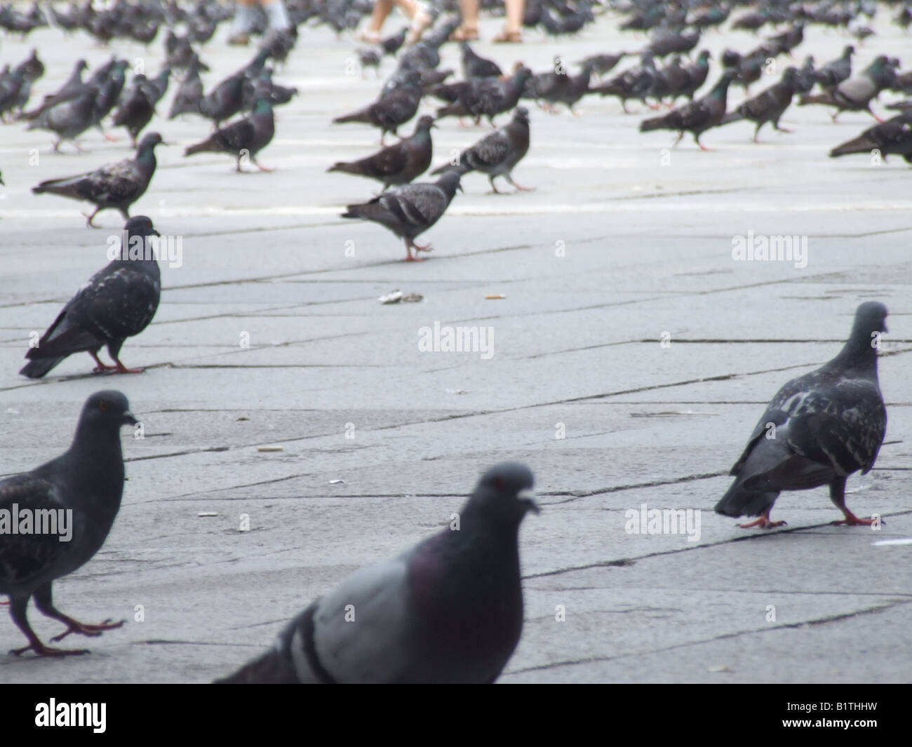 Square with crowd and pigeons in rome hi-res stock photography and ...