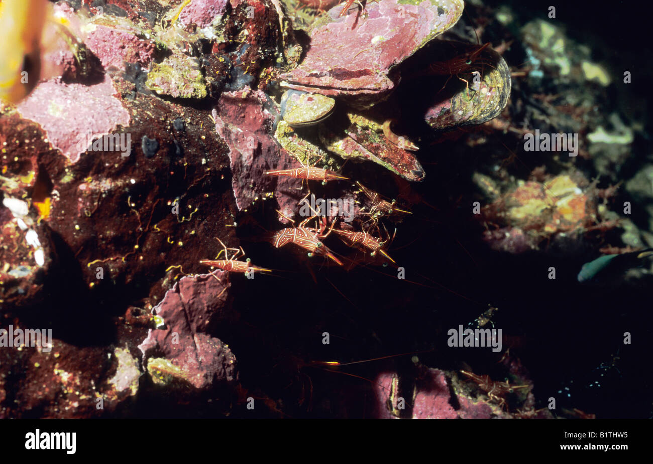 Hinge beak shrimps hi-res stock photography and images - Alamy