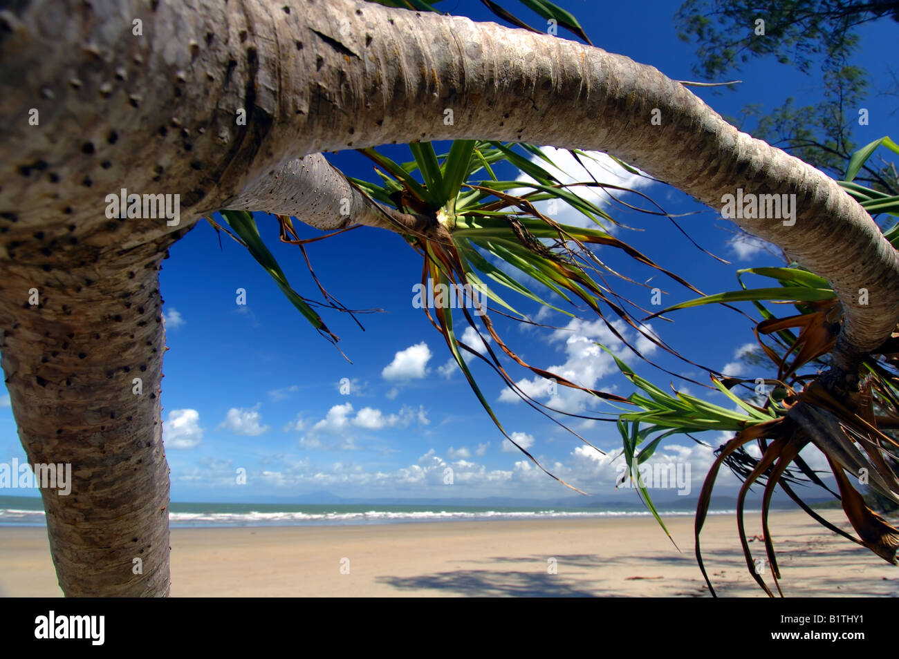 Beach at Cape Kimberley Daintree National Park far north Queensland ...