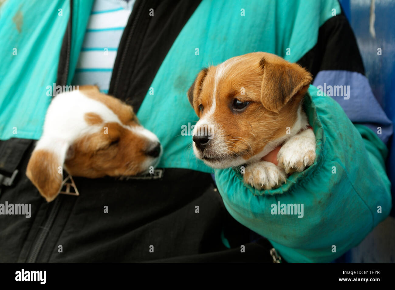 Jack Russell terrier puppy tucked into his owners jacket sleeve Stock ...