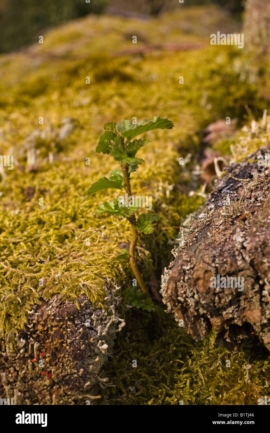 New tree growing on decaying stump of dead tree, Ayrshire, Scotland, UK ...