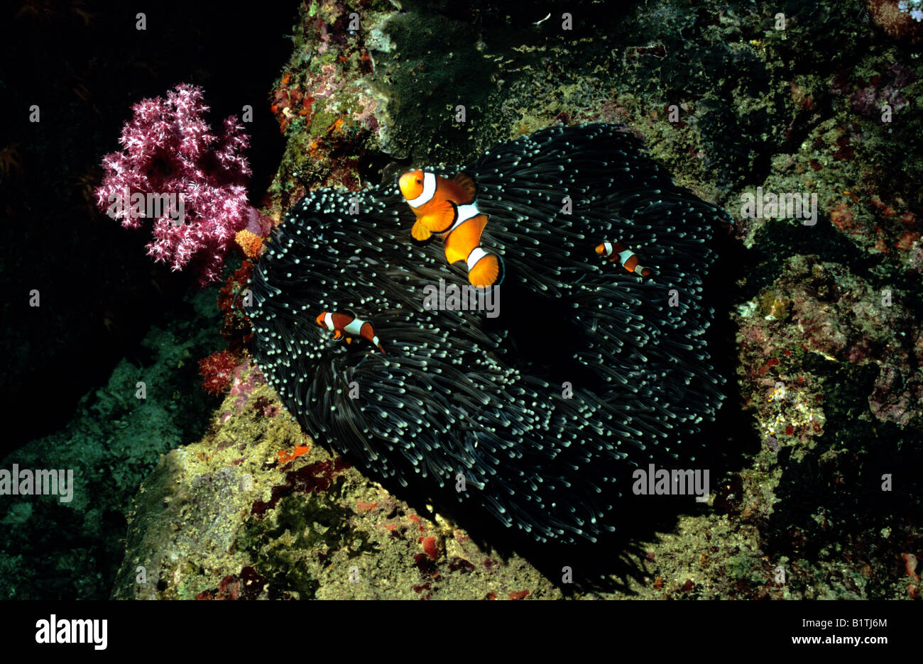 False Clown Fish on their Anemone. (Amphiprion Ocellaris) Off the Surin ...