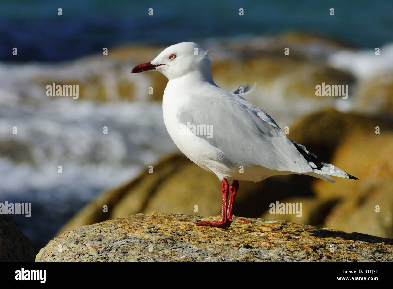 Australian native birdlife hi-res stock photography and images - Alamy