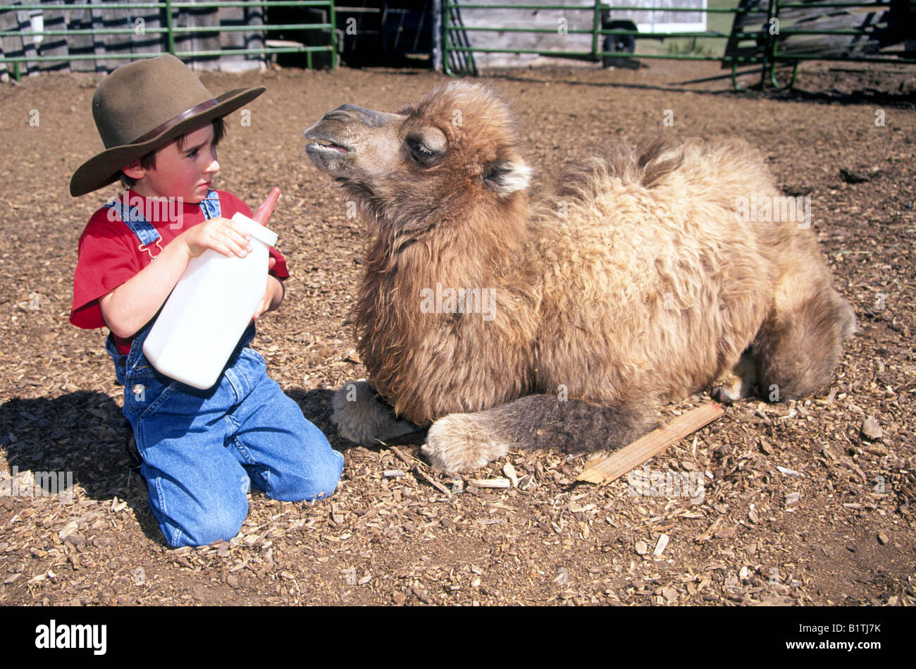 USA OREGON BEND A young farm boy prepares to feed his baby camel with a ...