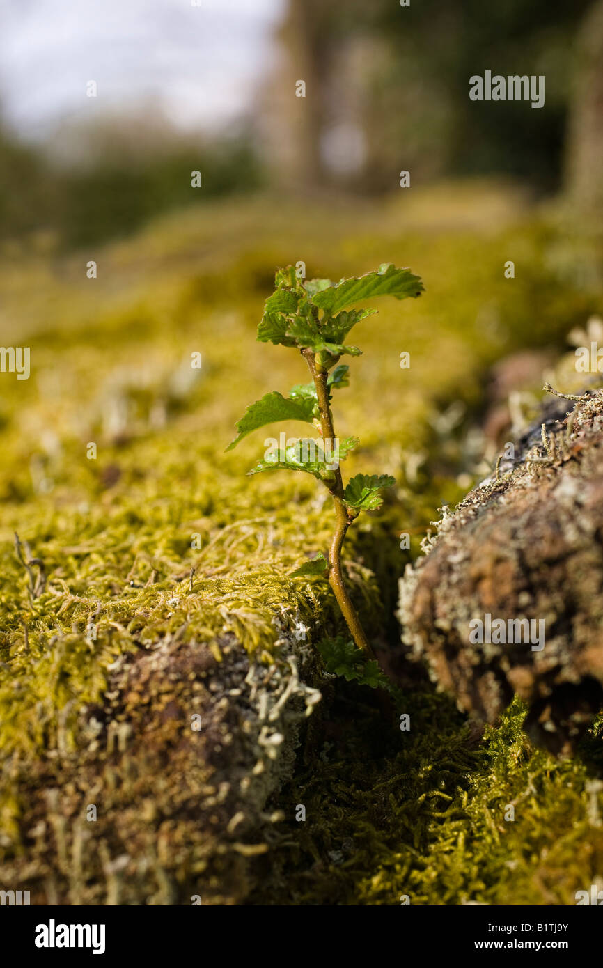 New tree growing on decaying stump of dead tree, Ayrshire, Scotland, UK ...