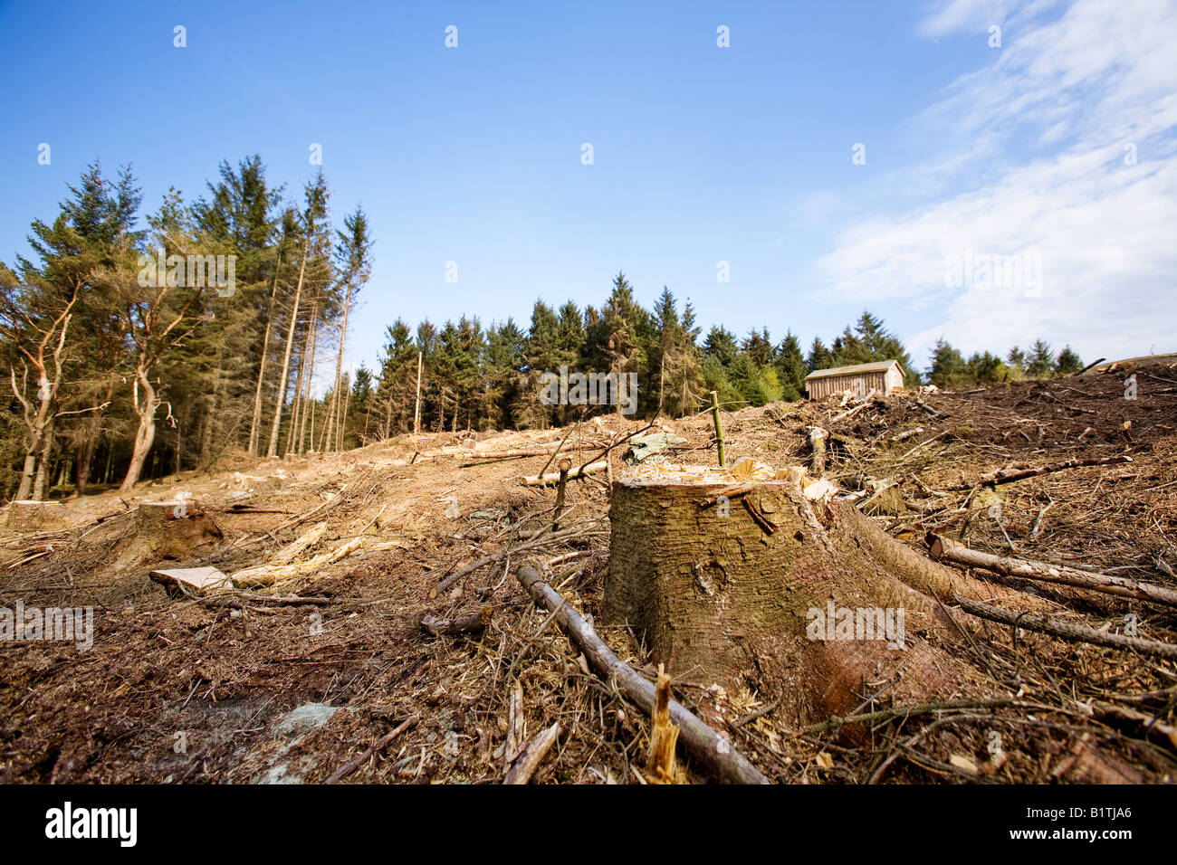 A clear cut block with a tree stump in the foreground Stock Photo - Alamy