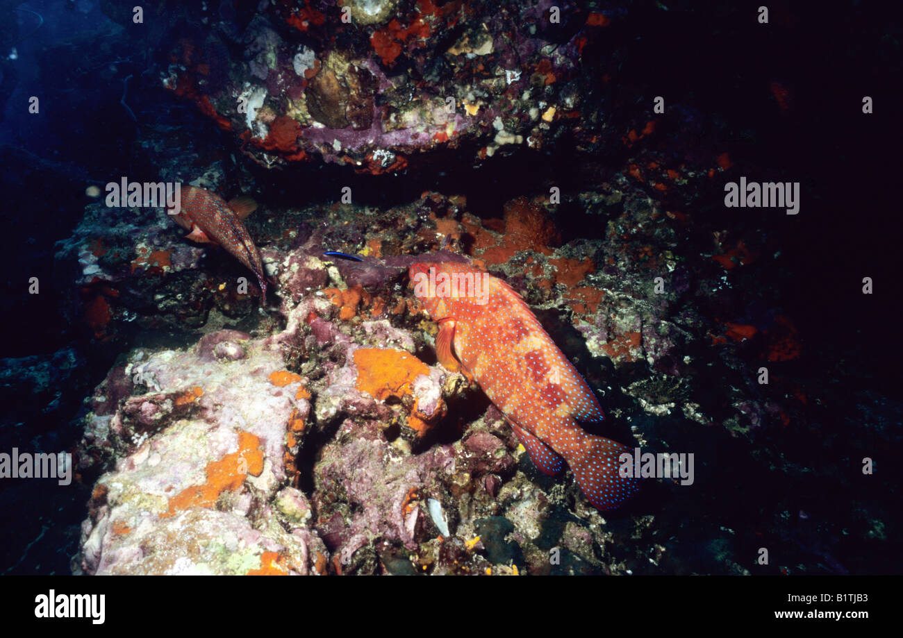 Coral Cod on reef off the Similan Islands, Thailand. (Cephalopholis ...