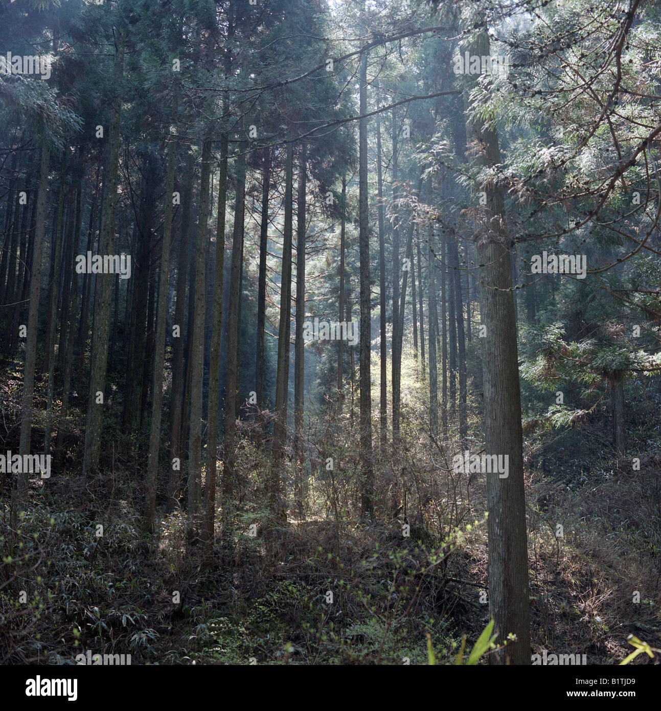trees in a forest in Koyo-san, Japan Stock Photo - Alamy