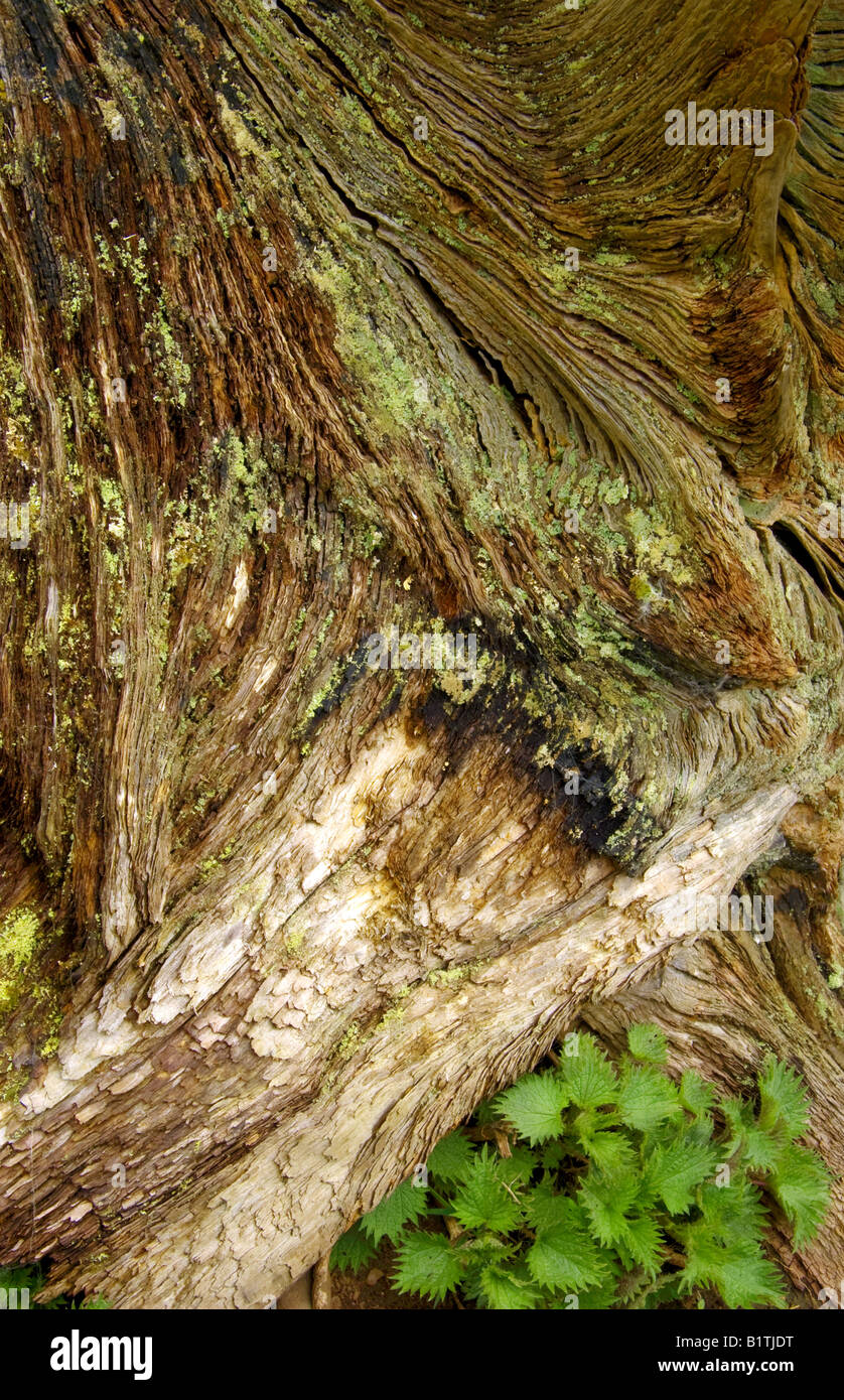 decaying stump of dead tree with common nettles growing from its base ...