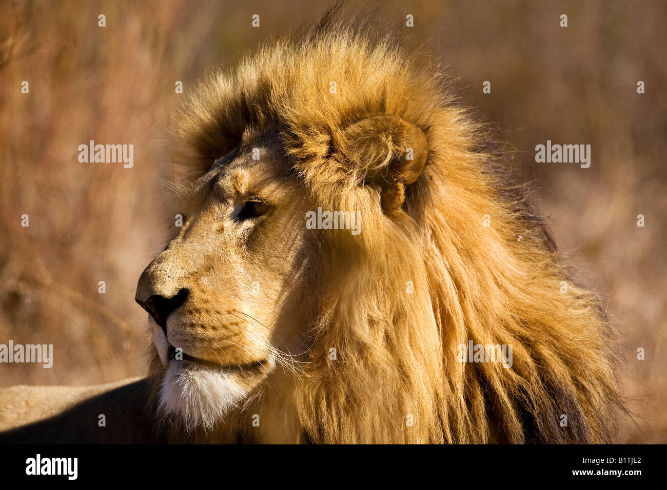 Male lion headshot Stock Photo - Alamy