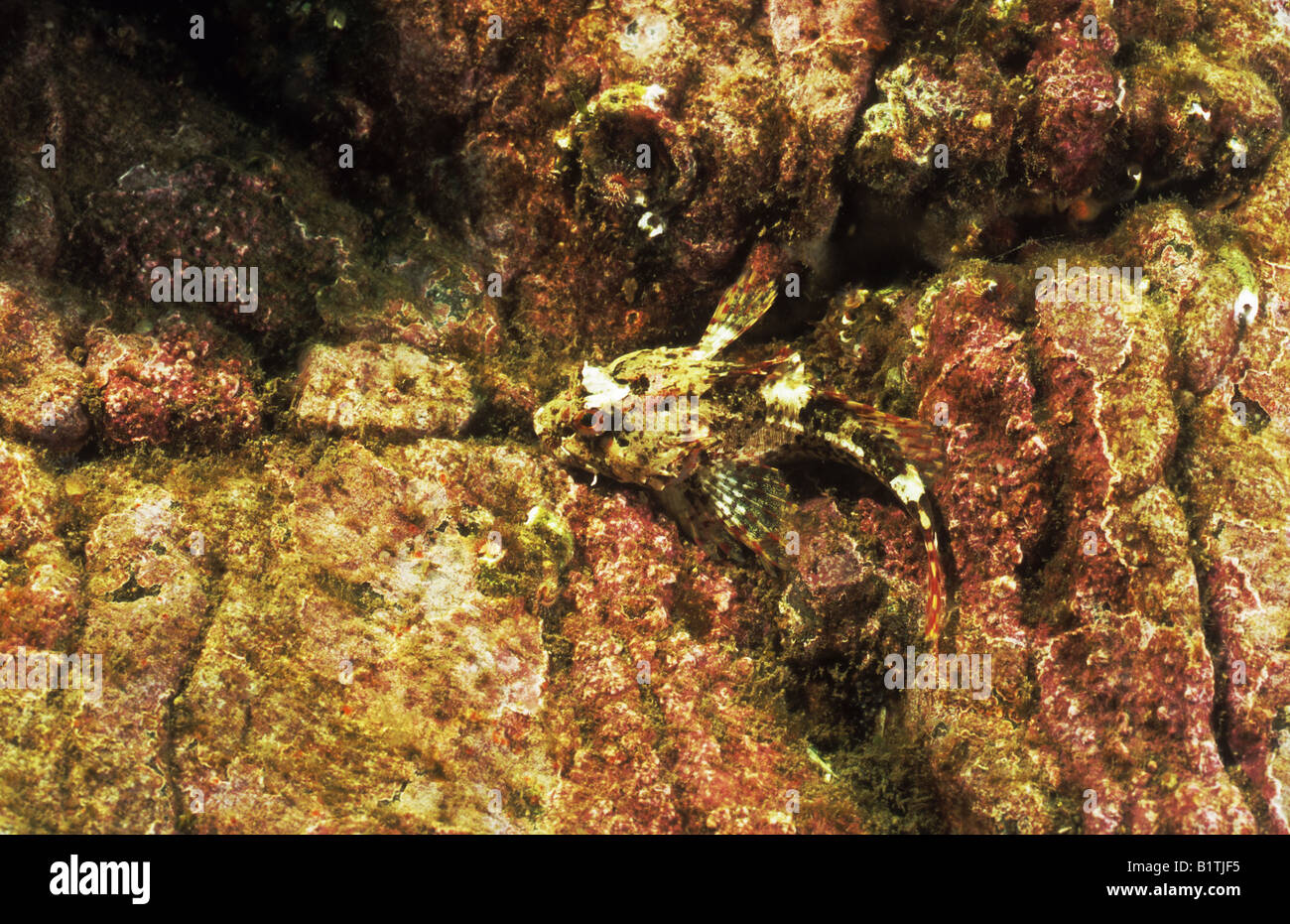 Long Spined Sea Scorpion. (Taurulus Bubalis) Off the Farne Islands ...