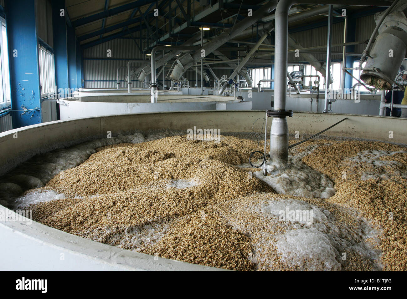 Malting operations for the Scotch Whisky industry Stock Photo - Alamy