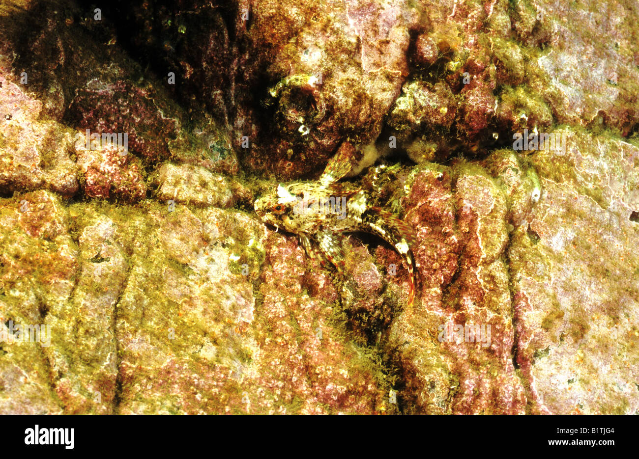 Long Spined Sea Scorpion fish. UK Marine Life. (Taurulus Bubalis) The ...