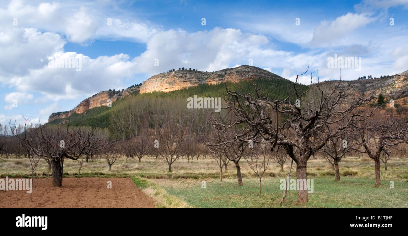Trees in rural field Rincon Ademuz Spain Stock Photo - Alamy