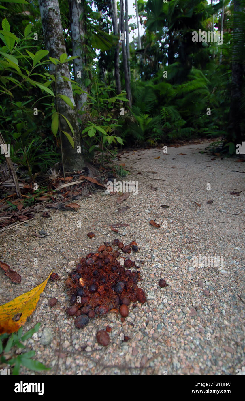 Animal droppings australia hi-res stock photography and images - Alamy