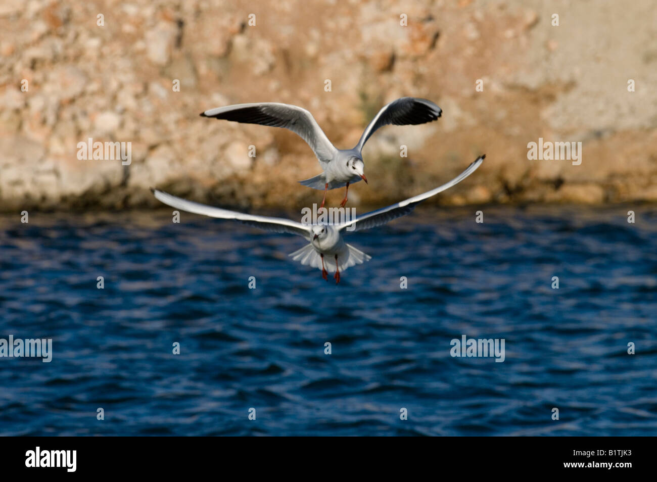 Israel Coastal Plains Black headed Gull Larus ridibundus hovering over ...