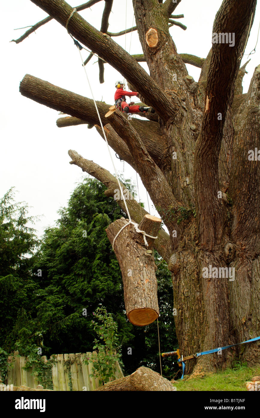 Cutting down tall tree hi-res stock photography and images - Alamy