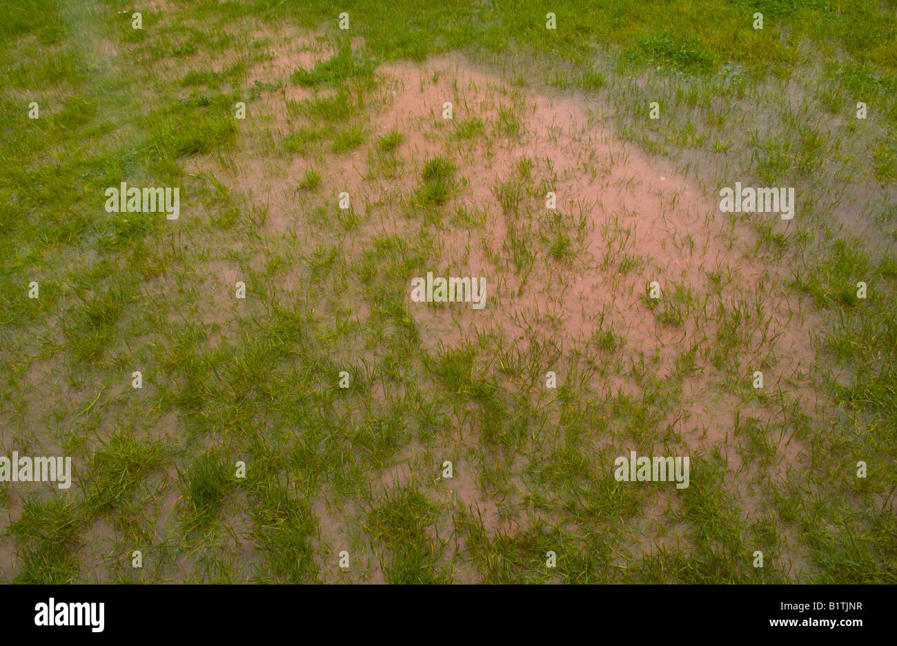 Puddled grass hi-res stock photography and images - Alamy