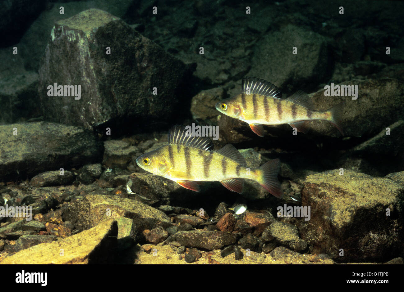 Freshwater fish uk hi-res stock photography and images - Alamy