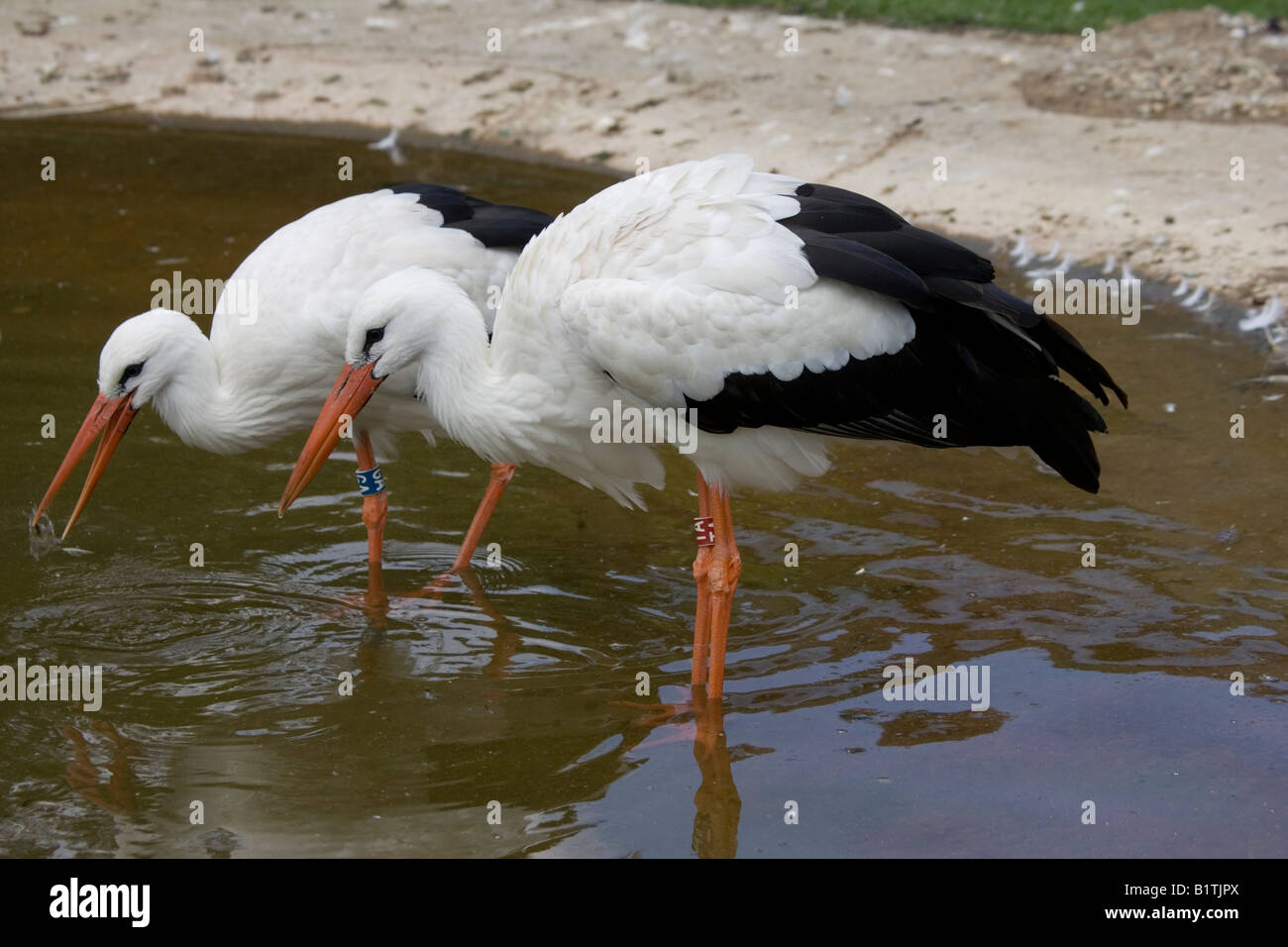 White storks Ciconia ciconia Pensthorpe Conservation Centre Fakenham ...
