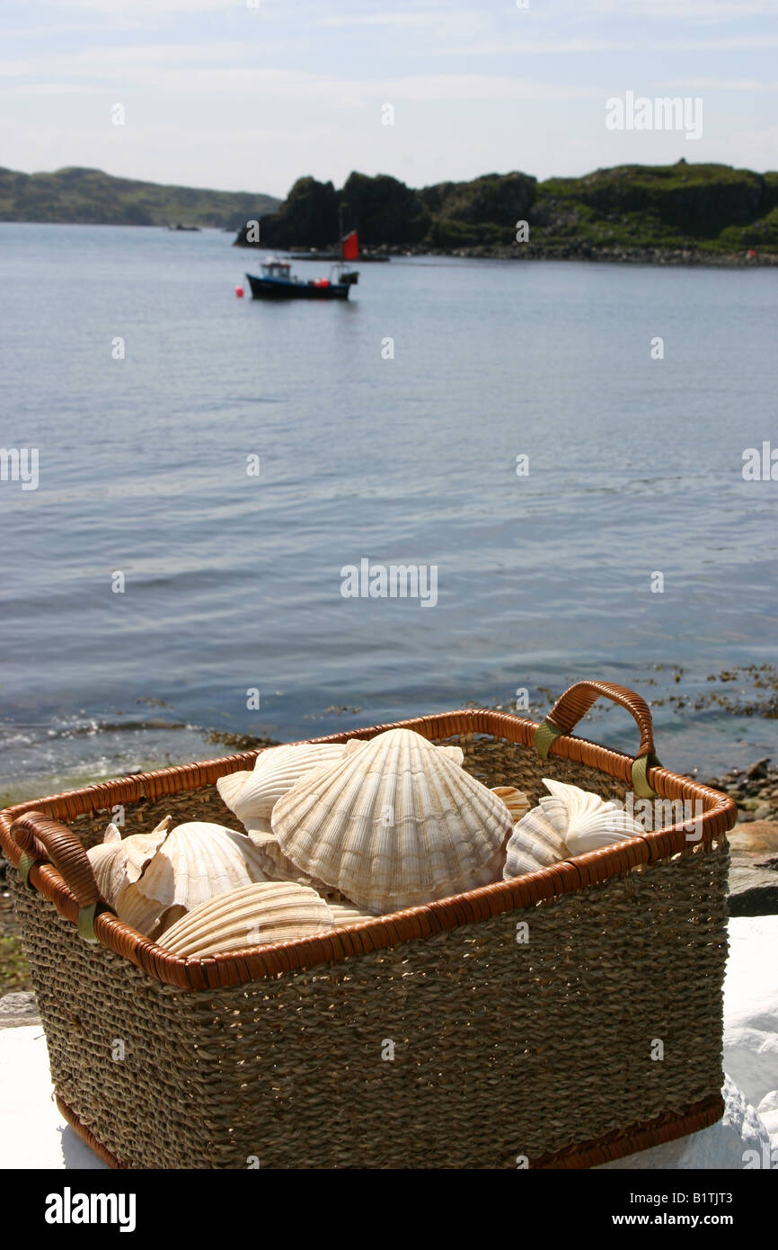 Freshly harvested Scallops Stock Photo - Alamy