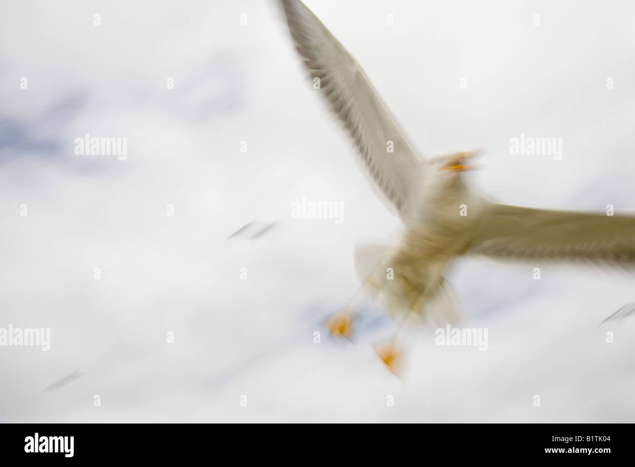A Lesser Black Backed Gull dive bombs an intruder close to its nest on ...