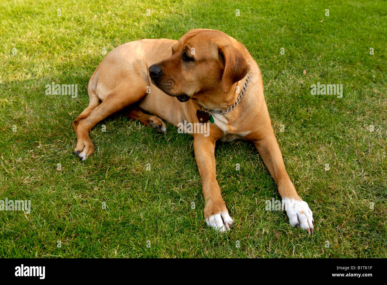 Japan sumo dog Tosa Inu Stock Photo - Alamy