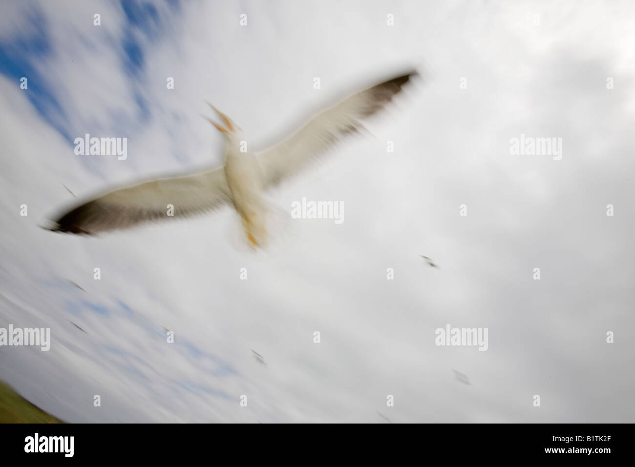 A Lesser Black Backed Gull dive bombs an intruder close to its nest on ...