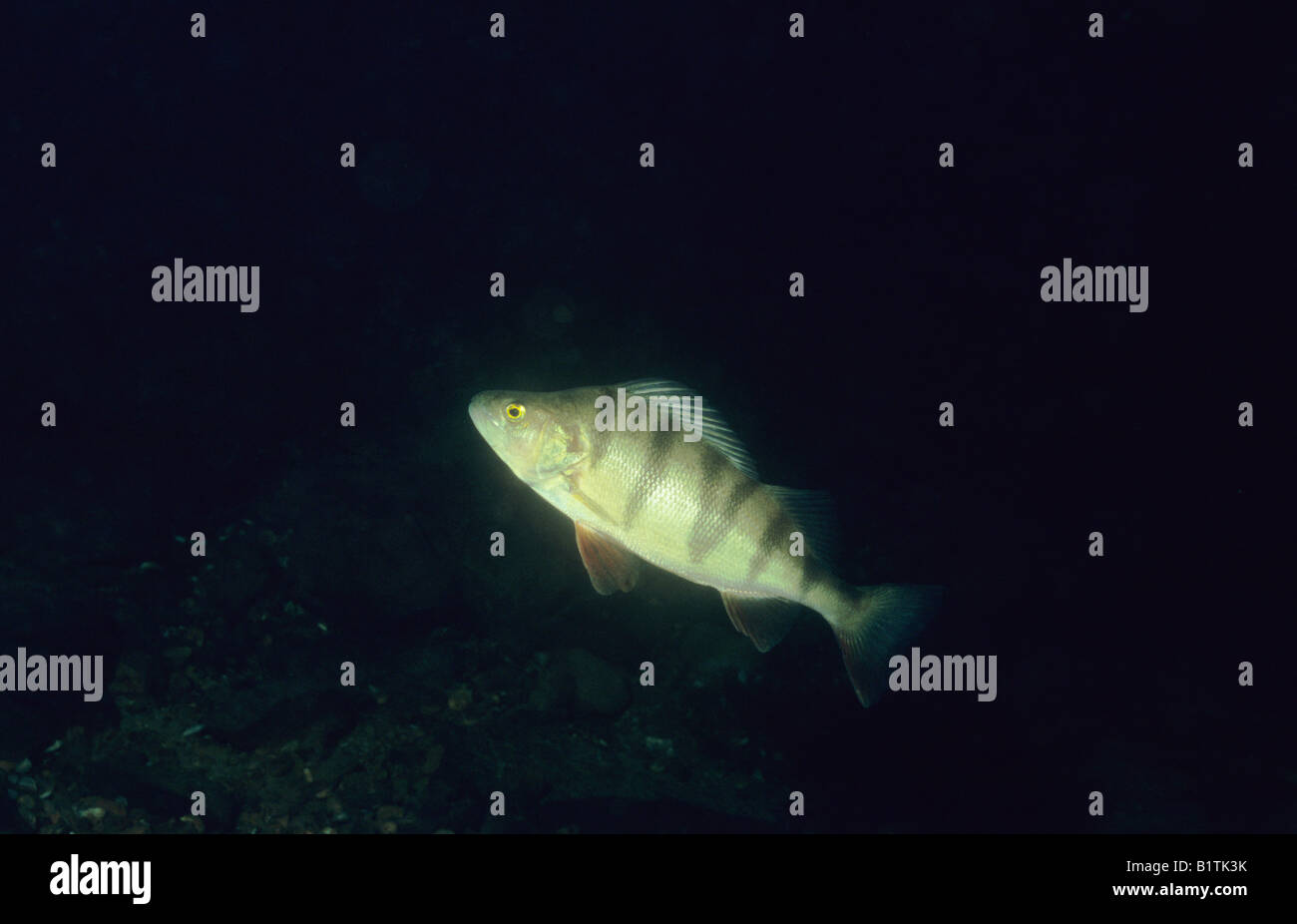 UK Freshwater fish. Perch. Stoney Cove,Leicestershire England Stock ...