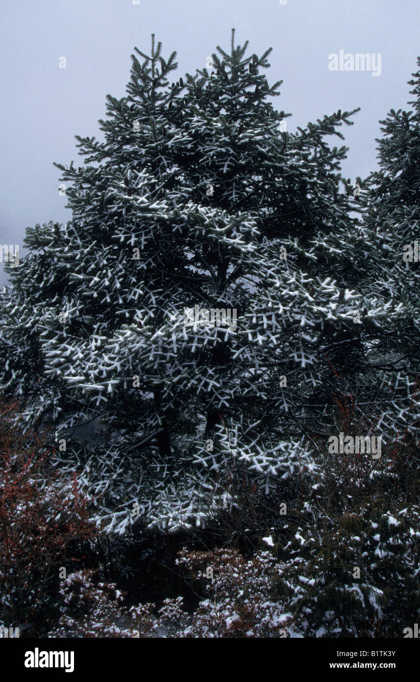 Himalayan snow fall near Namche, Nepal Stock Photo - Alamy