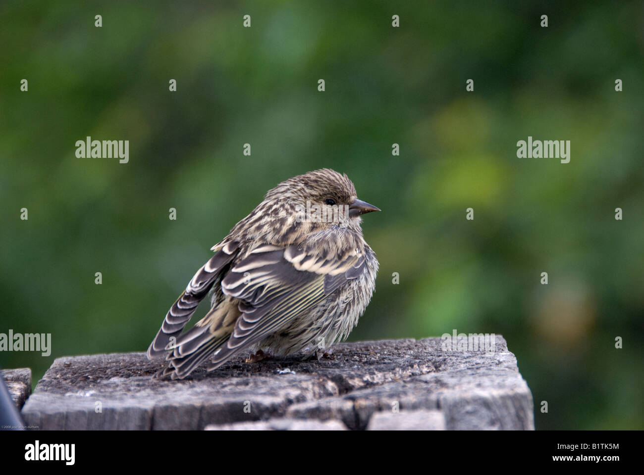 finch sitting on deck Stock Photo - Alamy