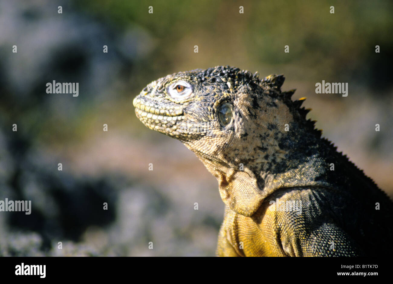 Galapagos land Iguana, on an island in the Galapagos Stock Photo - Alamy