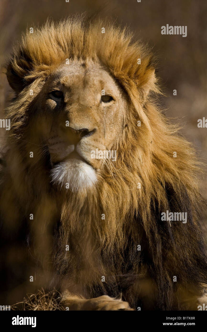 Male lion headshot Stock Photo - Alamy