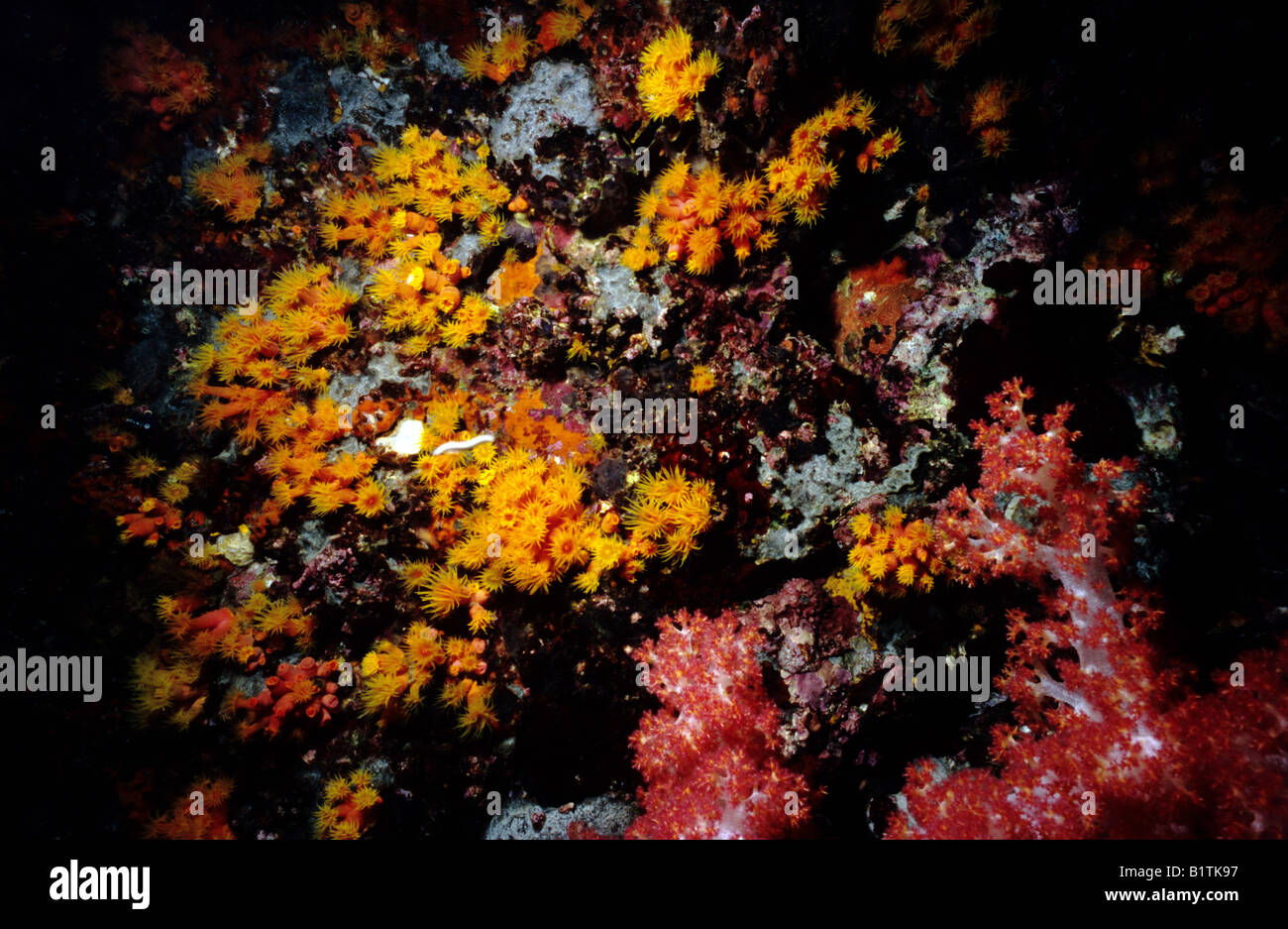 Tubastraea and other soft corals. Underwater in Thailand Stock Photo ...