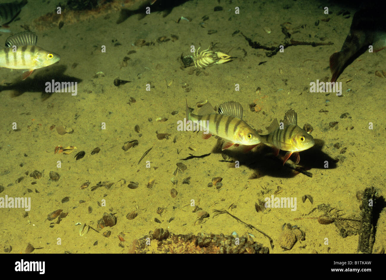 UK Freshwater fish. Perch. Stoney Cove,Leicestershire England Stock ...