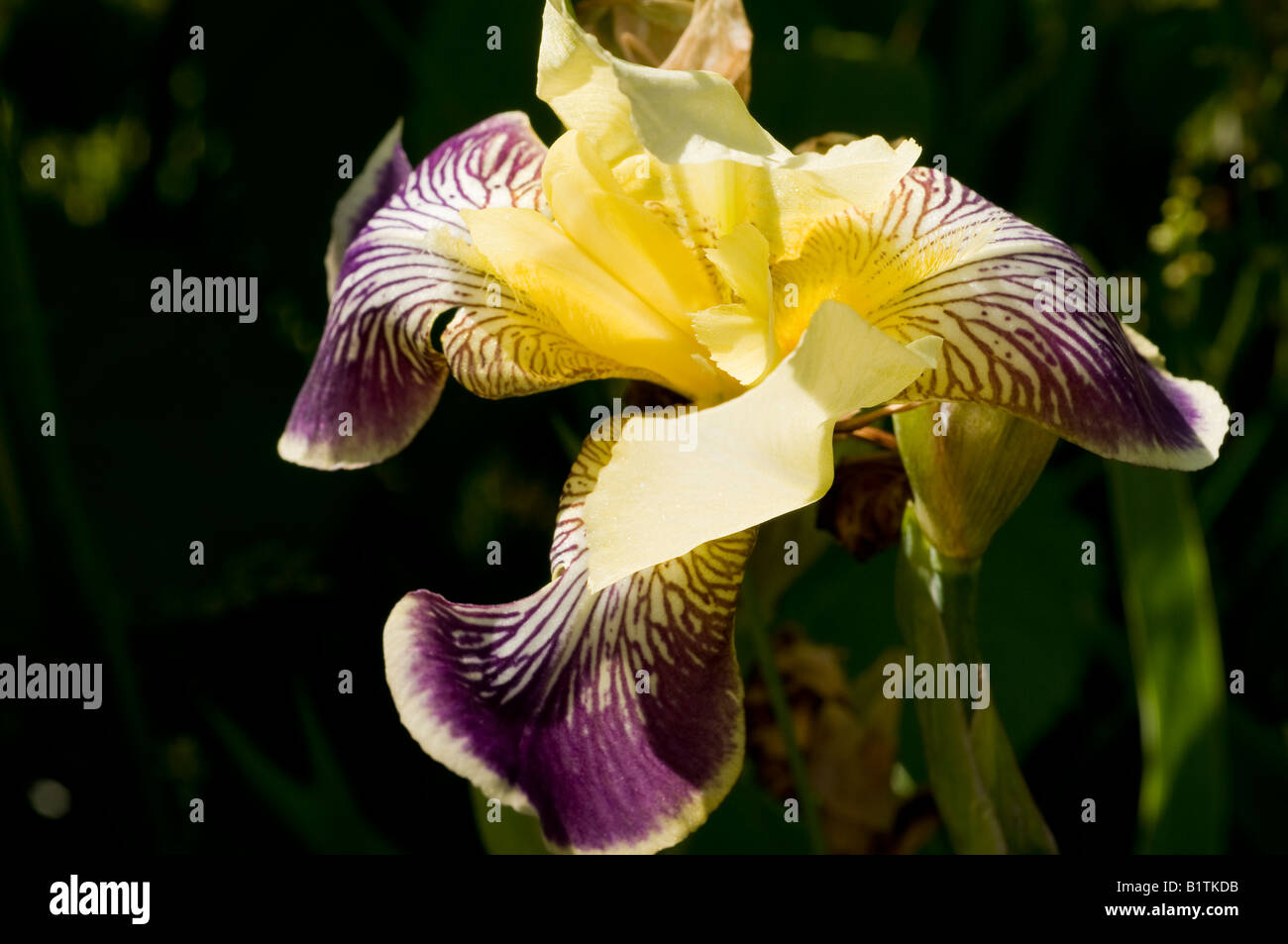 Macro picture of Iris versicolor flower Stock Photo - Alamy