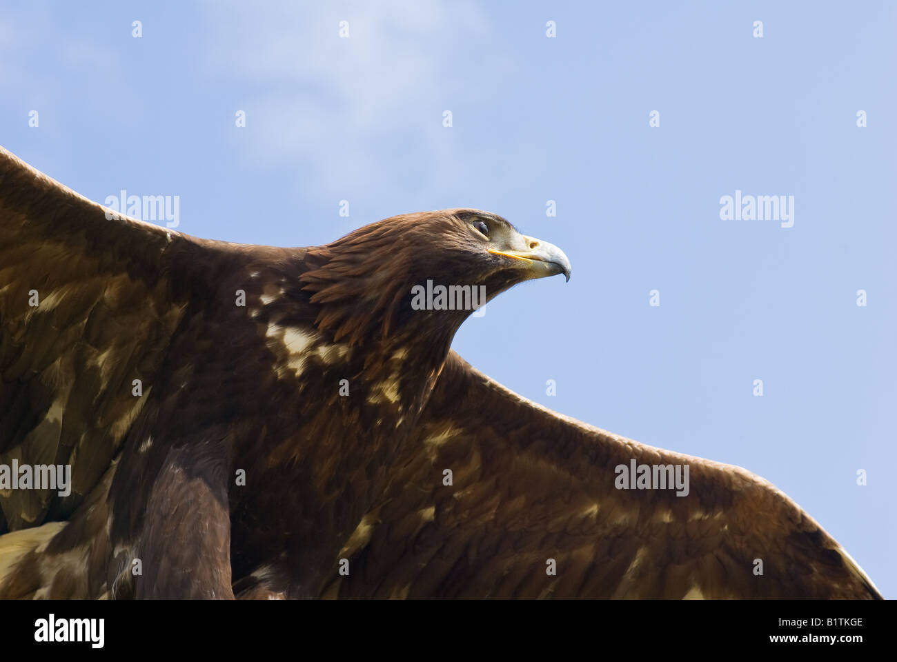 Golden Eagle in flight (Aquila chrysaetos Stock Photo - Alamy