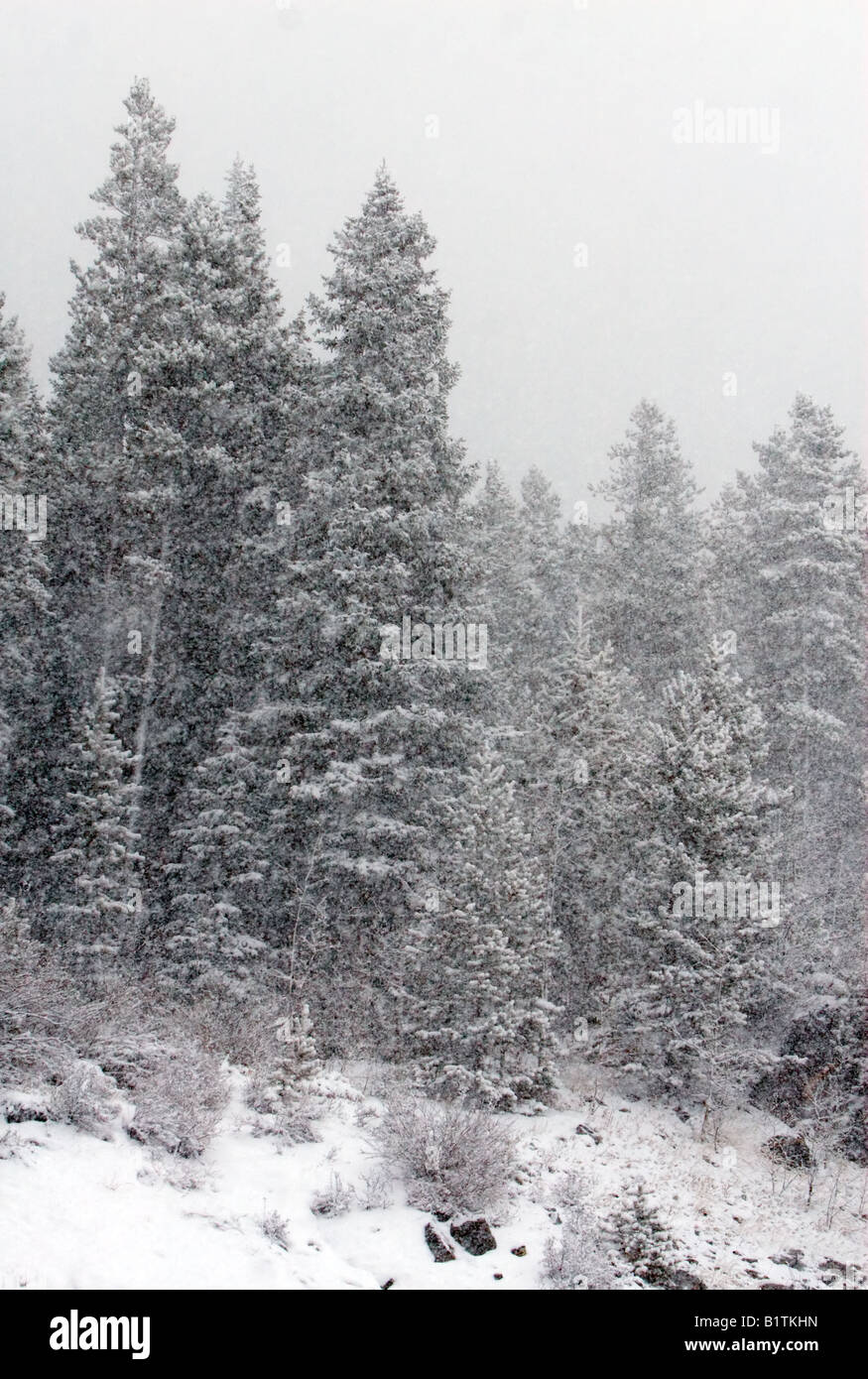 Heavy snow covers a forest of pine trees in the mountains of Colorado ...