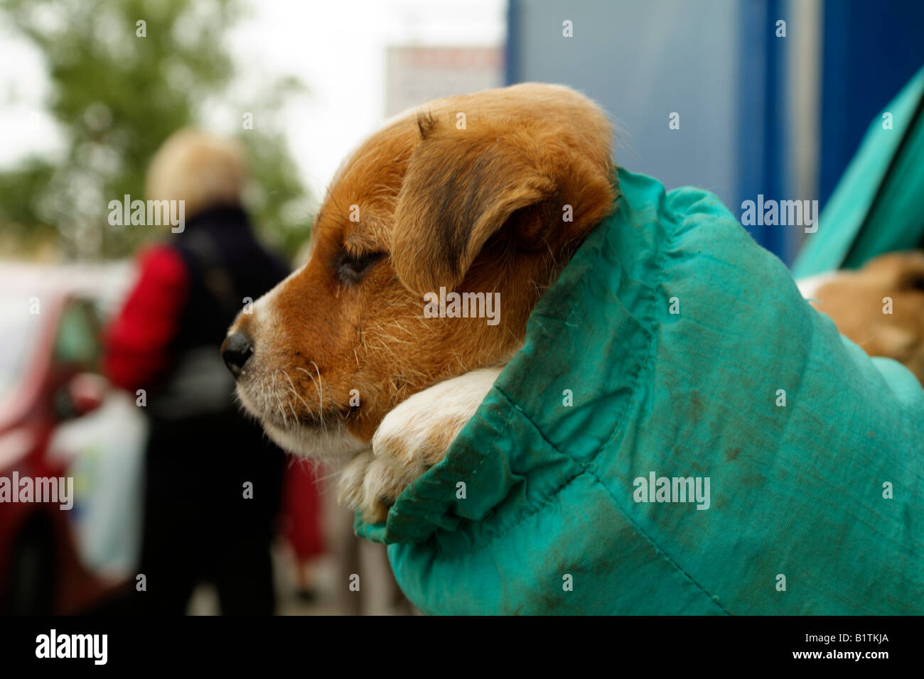 Jack Russell terrier puppy tucked into his owners jacket sleeve to keep ...
