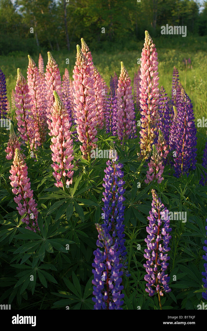 Wildflowers in quebec hi-res stock photography and images - Alamy