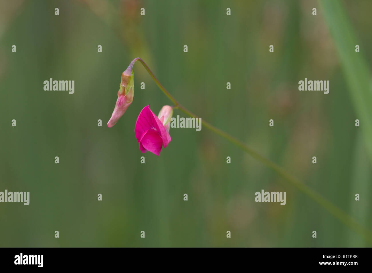 Grass vetchling hi-res stock photography and images - Alamy