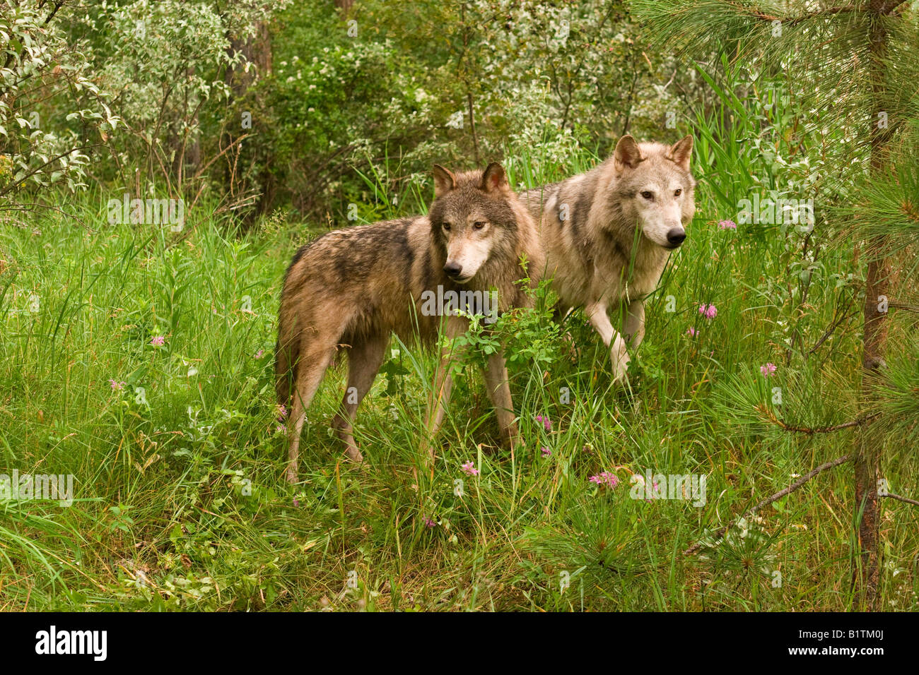 Gray Wolves (Canis lupus Stock Photo - Alamy