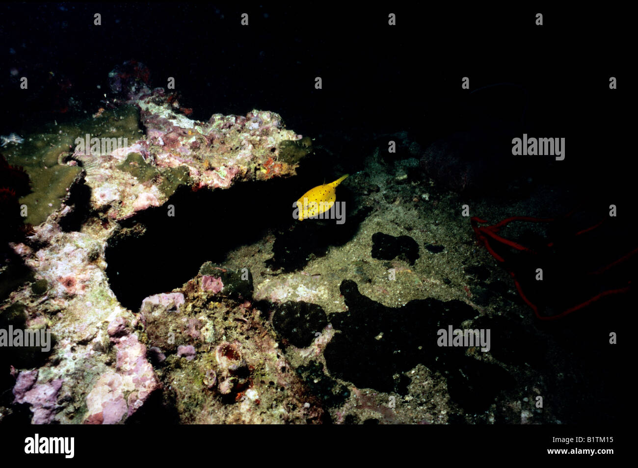 Boxfish. (Ostraciidae) On a reef near the Similan Islands, Thailand ...