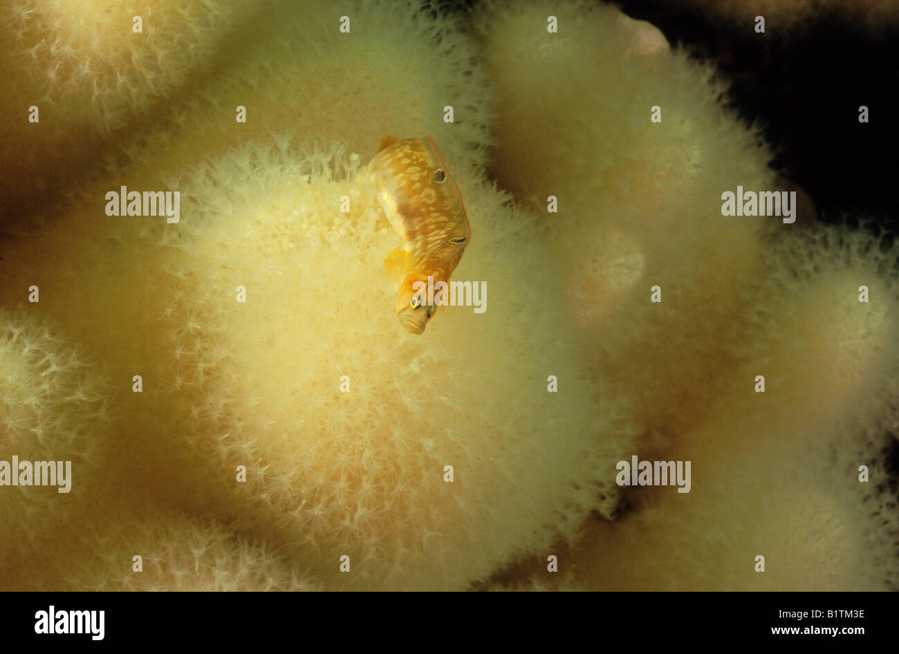 Butterfish lying on Dead Mans Fingers. (Pholis Gunnellus) Off the Farne ...