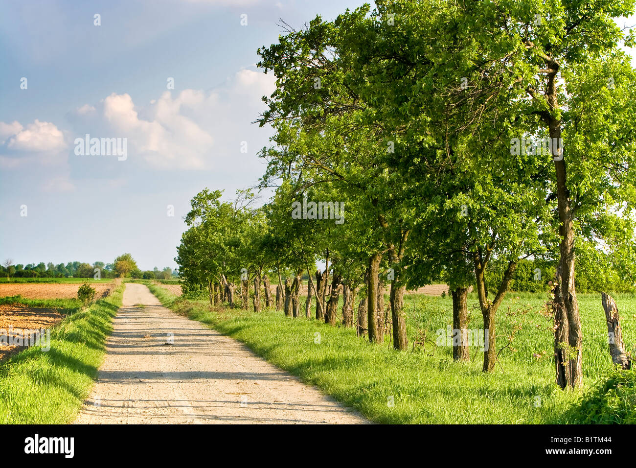country road with trees beside Stock Photo - Alamy